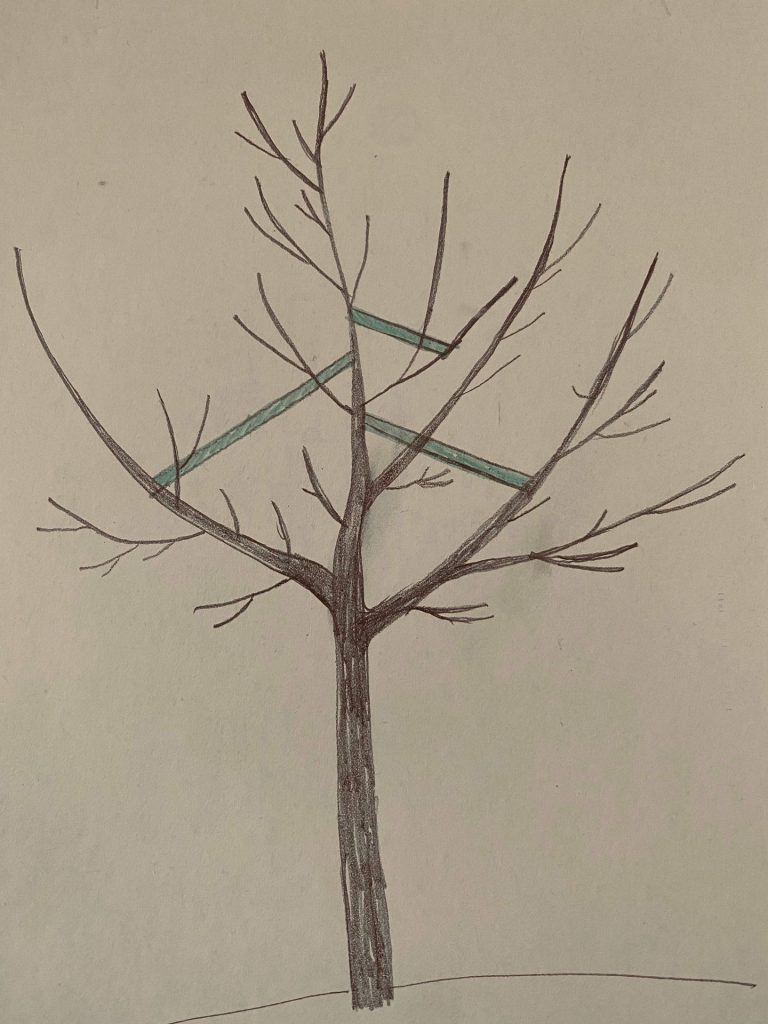 Sommerschnitt am Apfelbaum: So machst du es richtig - erdhummel-Blog